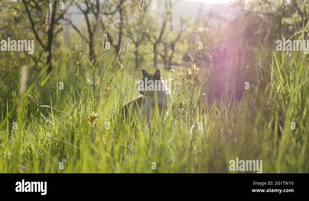 Feline animal Stock Videos & Footage - HD and 4K Video Clips - Alamy