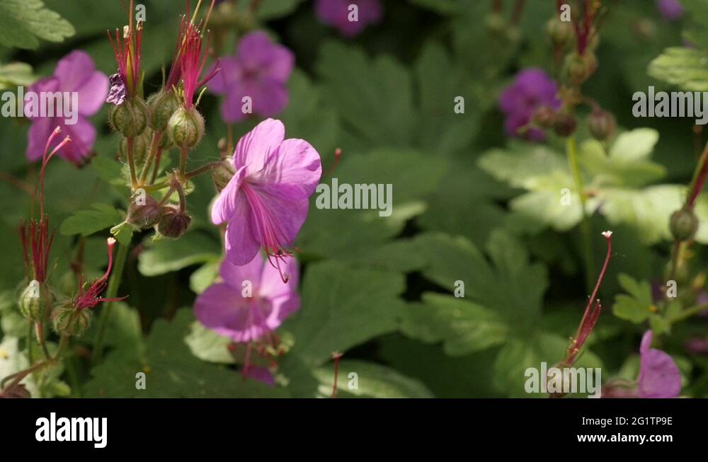 Big root geranium Stock Videos & Footage - HD and 4K Video Clips - Alamy