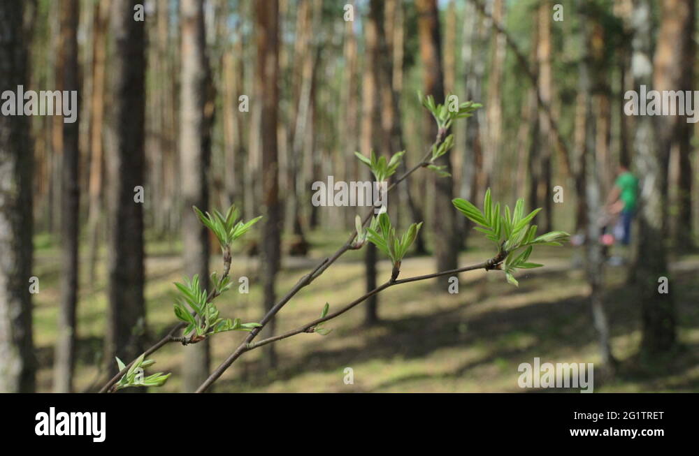 Promenade pine walk Stock Videos & Footage - HD and 4K Video Clips - Alamy