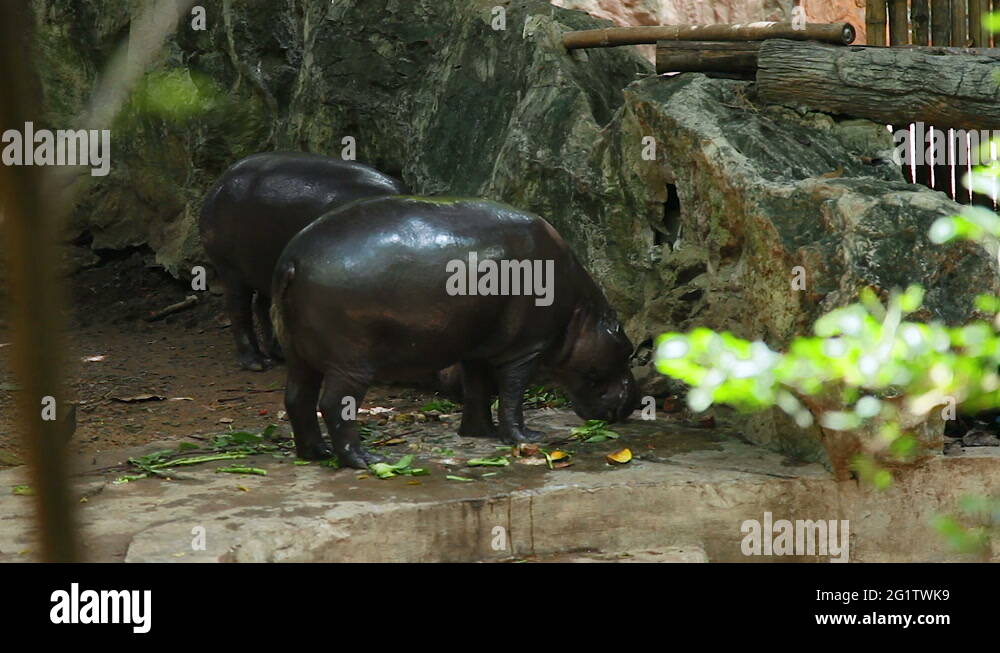 Hippo enclosure Stock Videos & Footage - HD and 4K Video Clips - Alamy