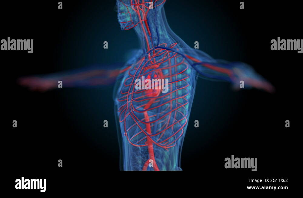 Human body systems Stock Videos & Footage - HD and 4K Video Clips - Alamy
