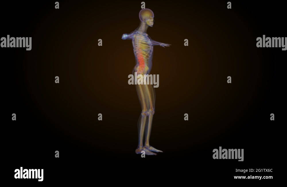 X-ray skeleton animation of lower back spine pain Stock Video Footage ...