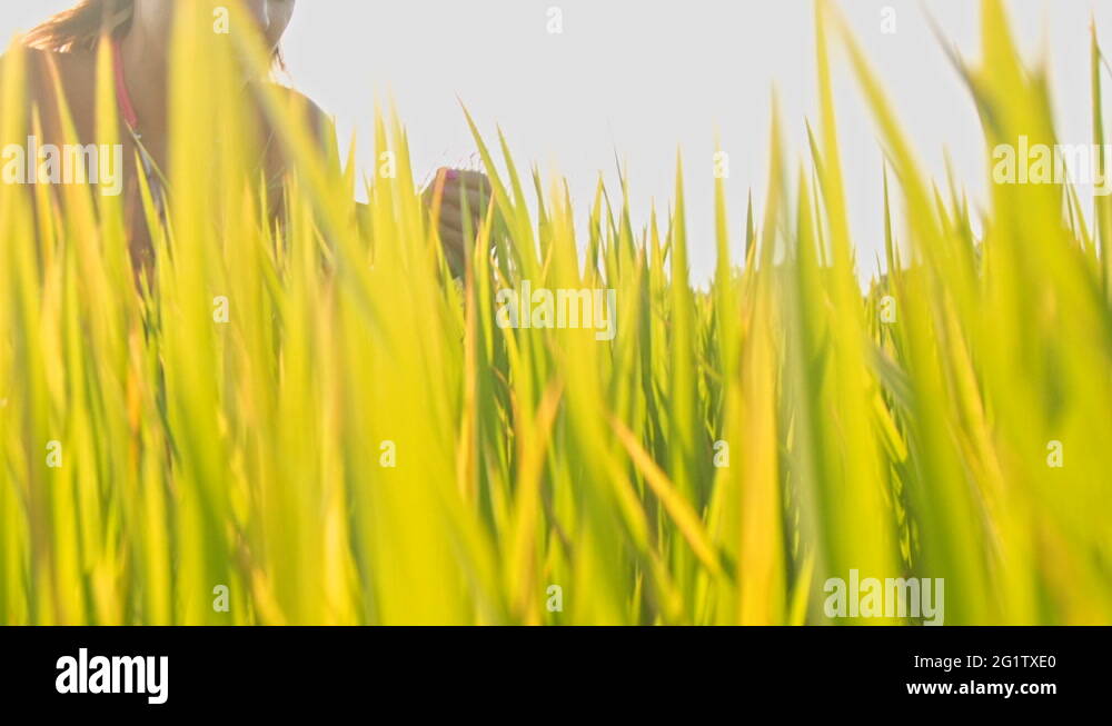 Rice stem Stock Videos & Footage - HD and 4K Video Clips - Alamy