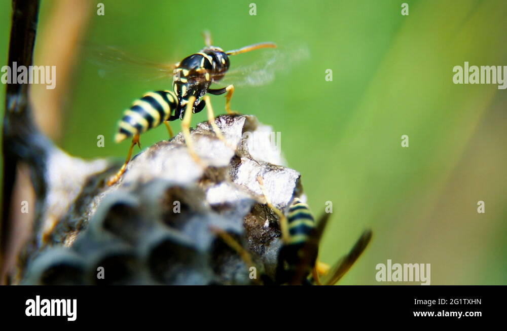 Wasp nest in grass Stock Videos & Footage - HD and 4K Video Clips - Alamy