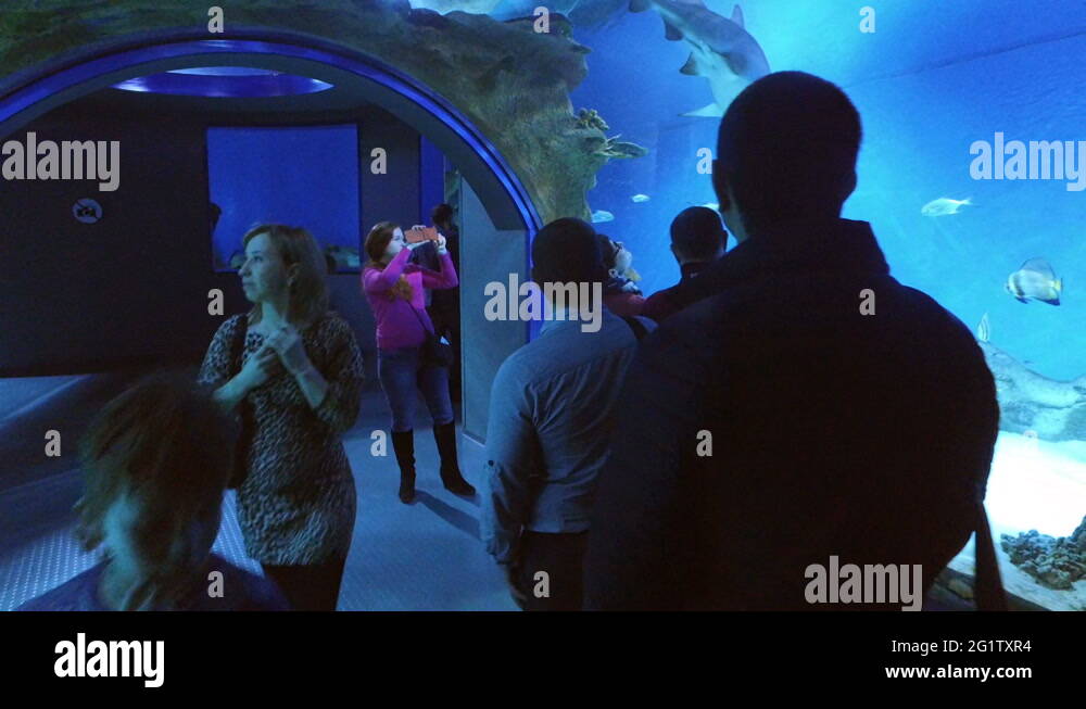 Oceanarium interior Stock Videos & Footage - HD and 4K Video Clips - Alamy