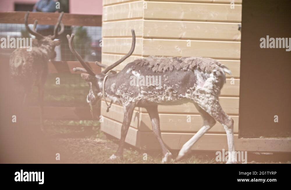 Moose in zoo Stock Videos & Footage - HD and 4K Video Clips - Alamy