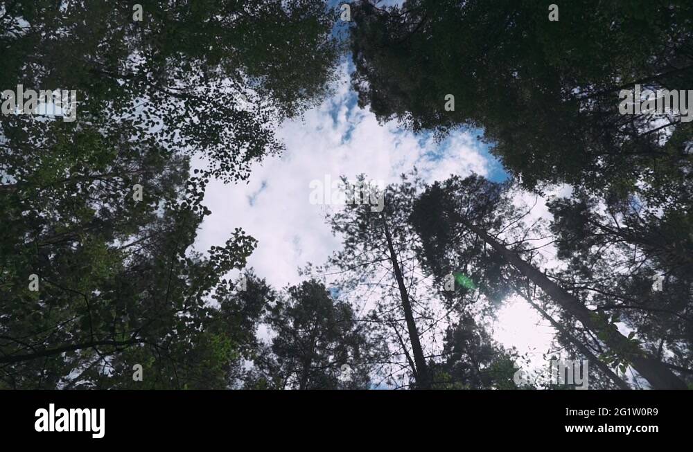 Bottom view trees Stock Videos & Footage - HD and 4K Video Clips - Alamy