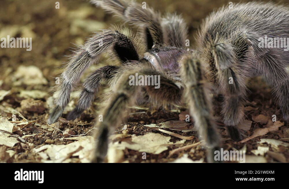 Grammostola rosea Stock Videos & Footage - HD and 4K Video Clips - Alamy