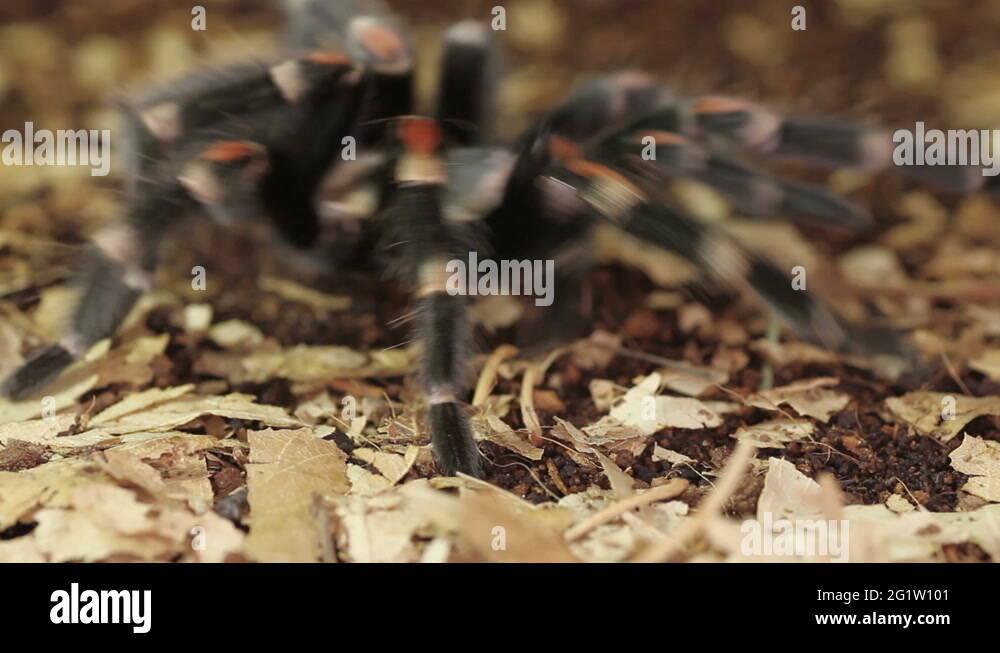Mexican flame knee tarantula (Brachypelma auratum Stock Video Footage ...