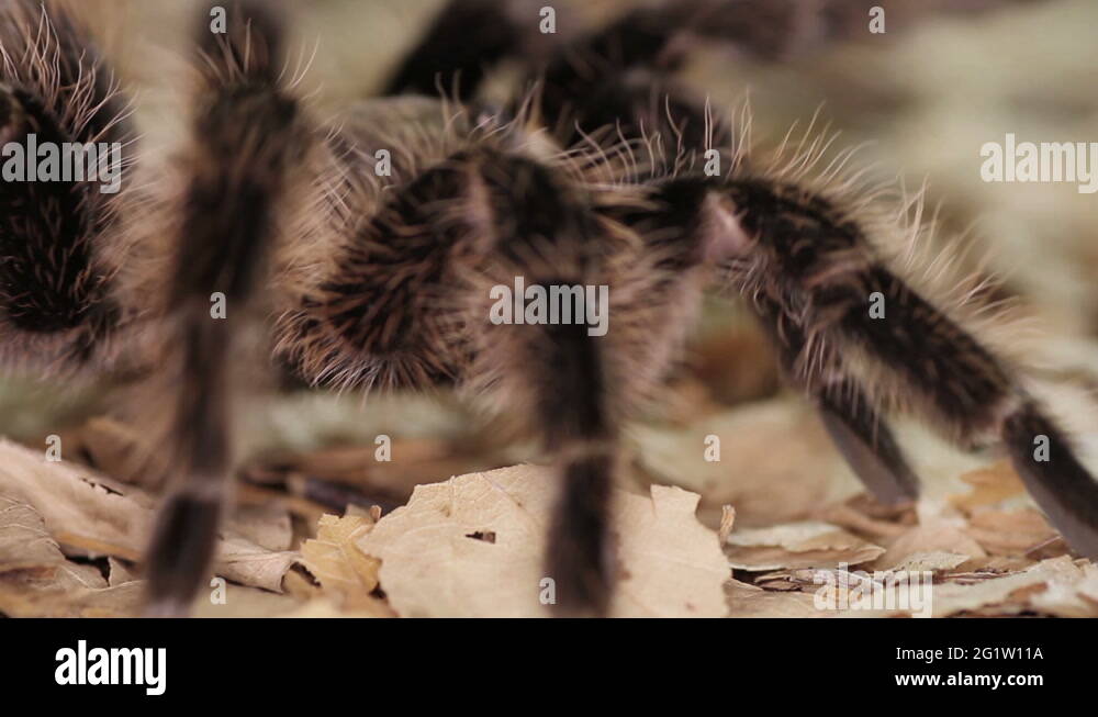 Honduran Curly Hair tarantula (Brachypelma albopilosum Stock Video ...