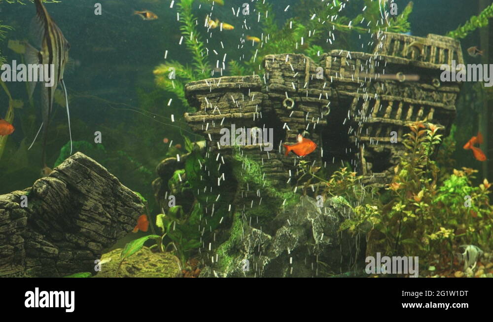 Fish into aquarium in form of ancient sunken ship Stock Video Footage ...