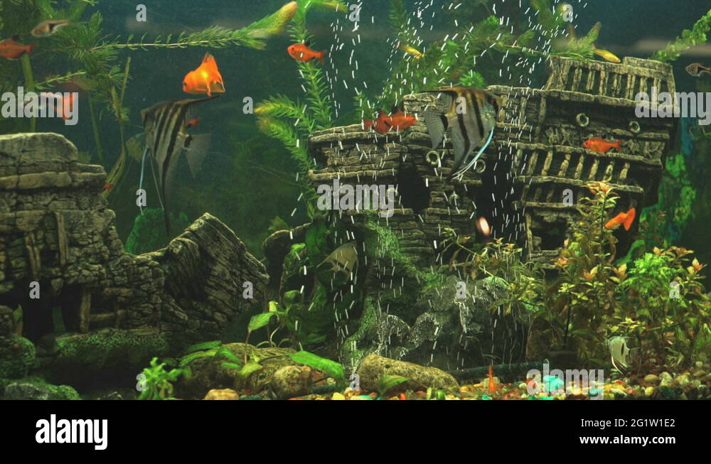 Fish into aquarium in form of ancient sunken ship Stock Video Footage ...