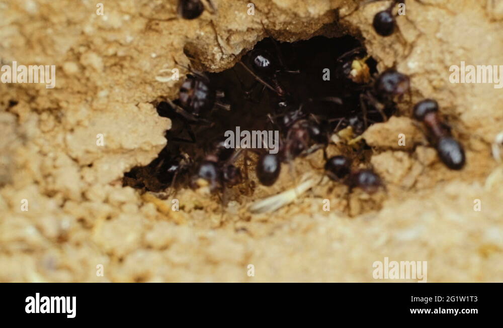Ant in ground Stock Videos & Footage - HD and 4K Video Clips - Alamy