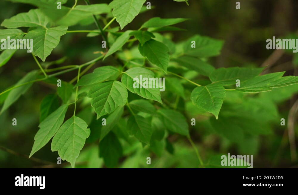 Salty trees Stock Videos & Footage - HD and 4K Video Clips - Alamy