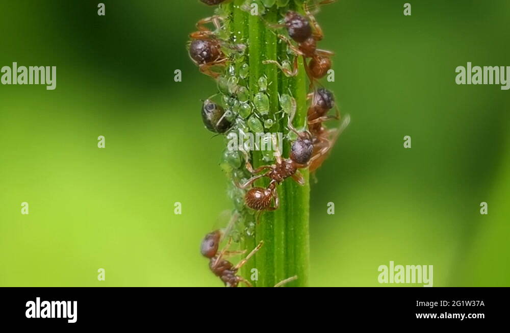 Ants farm Stock Videos & Footage - HD and 4K Video Clips - Alamy