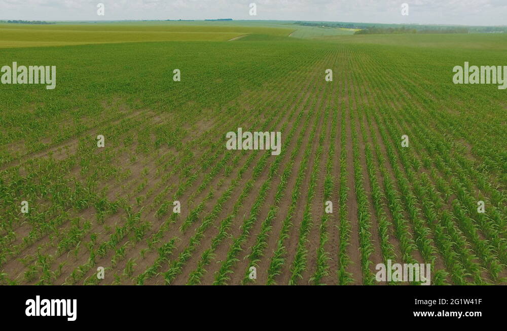 Ripe cornfields Stock Videos & Footage - HD and 4K Video Clips - Alamy