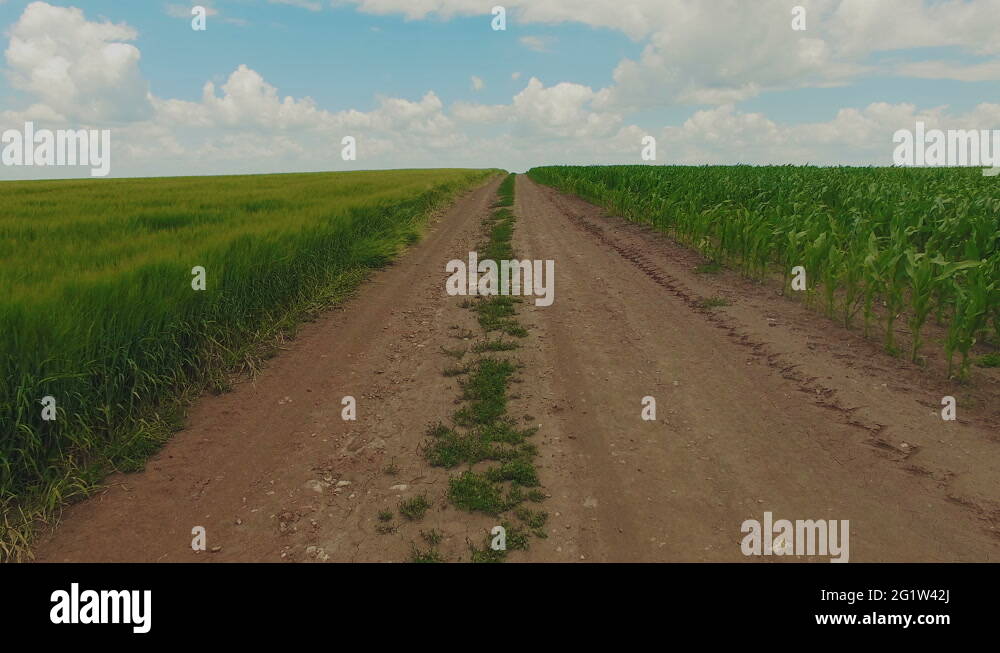 Aerial view of path between corn and wheat fields in 4K Stock Video ...