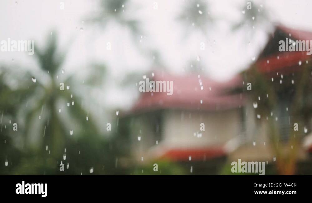 Tropical rain drops falling on the palm leaves in island Koh Samui ...