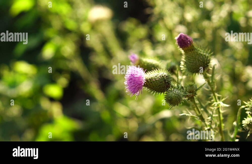 Prickly bush Stock Videos & Footage - HD and 4K Video Clips - Alamy