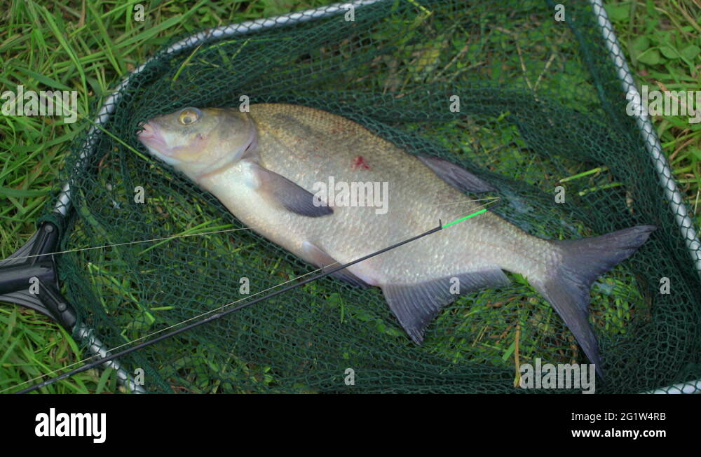 Bream catch Stock Videos & Footage - HD and 4K Video Clips - Alamy