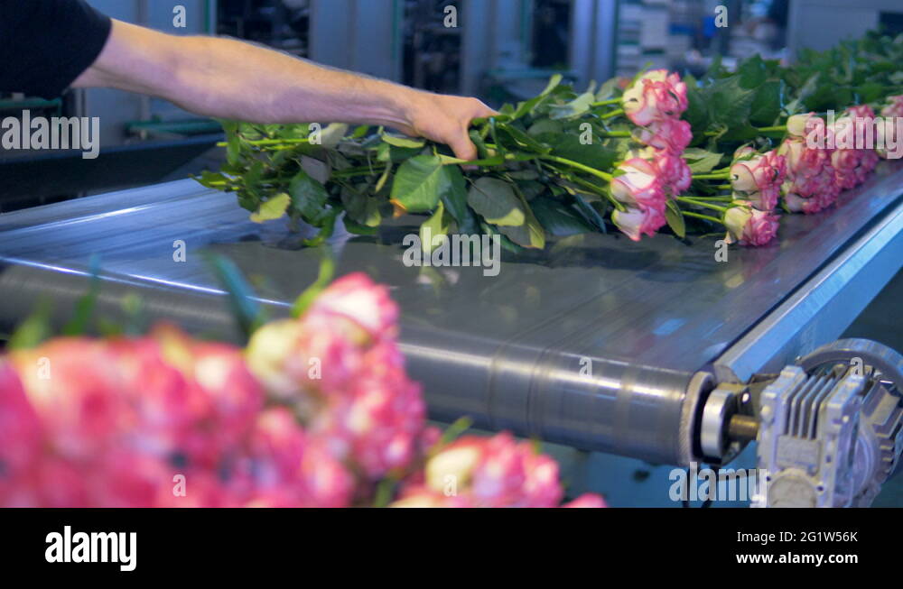 Flower production distribution Stock Videos & Footage - HD and 4K Video ...