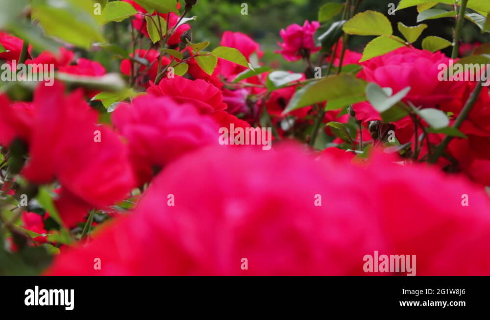 Standard rose bush Stock Videos & Footage - HD and 4K Video Clips - Alamy