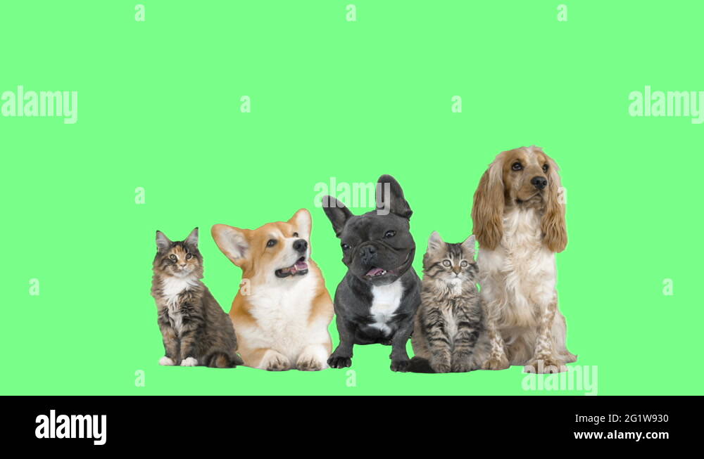 Pets on the green screen Stock Video Footage - Alamy