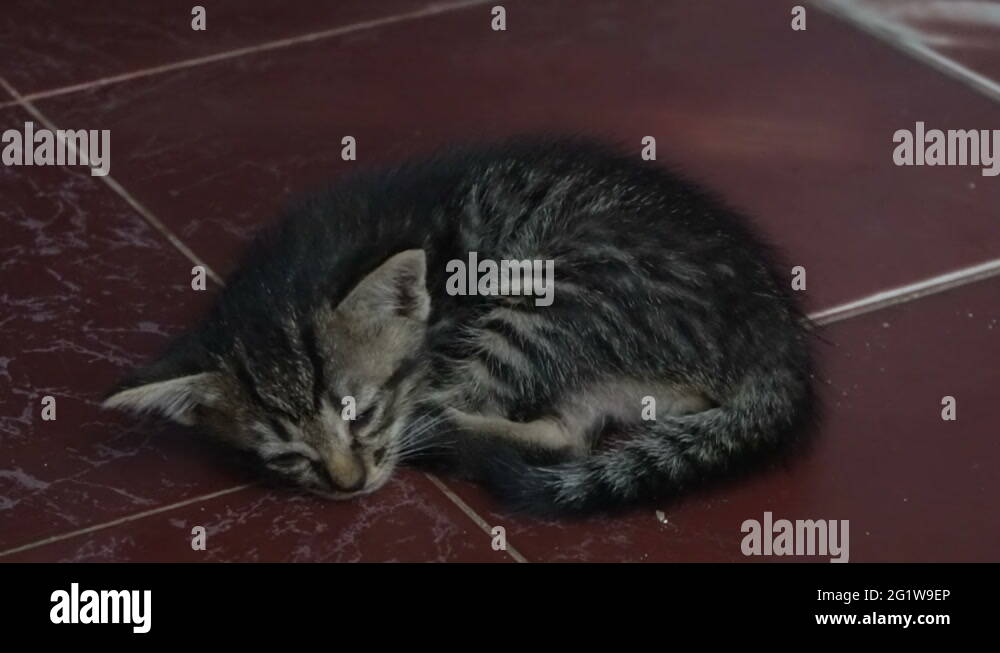 Poor kitten Stock Videos & Footage - HD and 4K Video Clips - Alamy