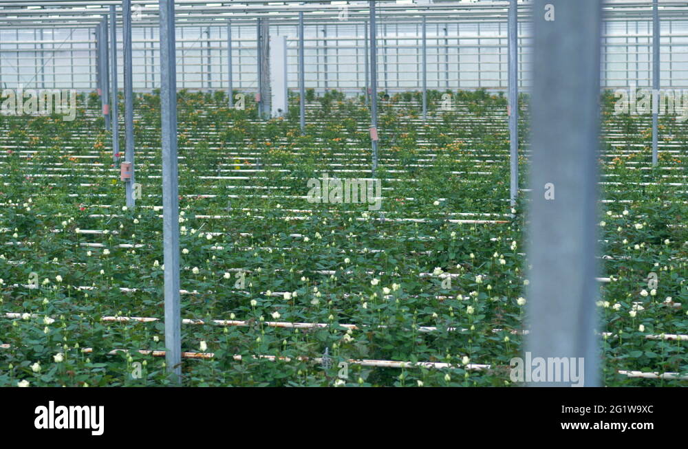 White support beams Stock Videos & Footage - HD and 4K Video Clips - Alamy