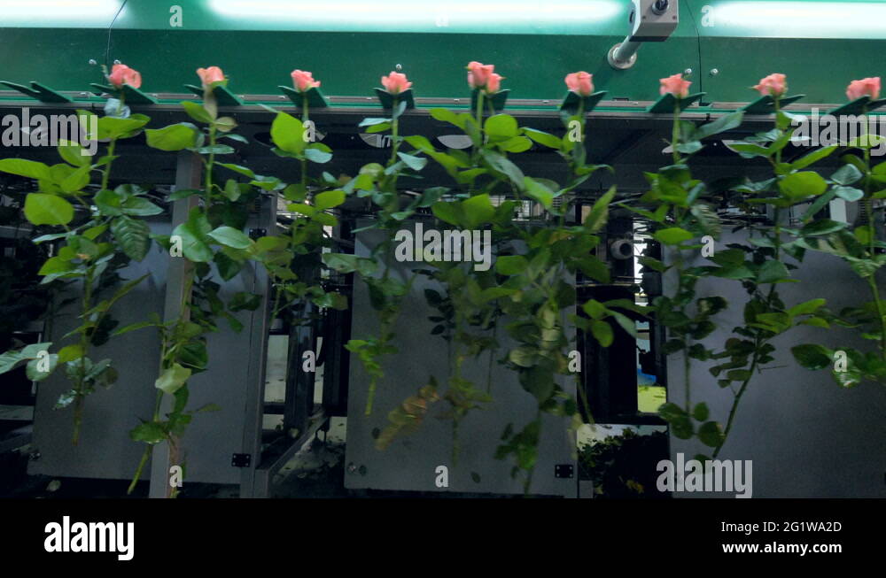 Roses processing line at a flower factory. 4K Stock Video Footage - Alamy