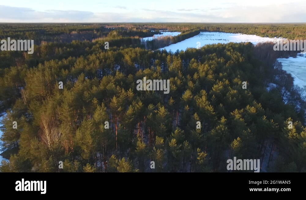 Taiga siberian trees Stock Videos & Footage - HD and 4K Video Clips - Alamy