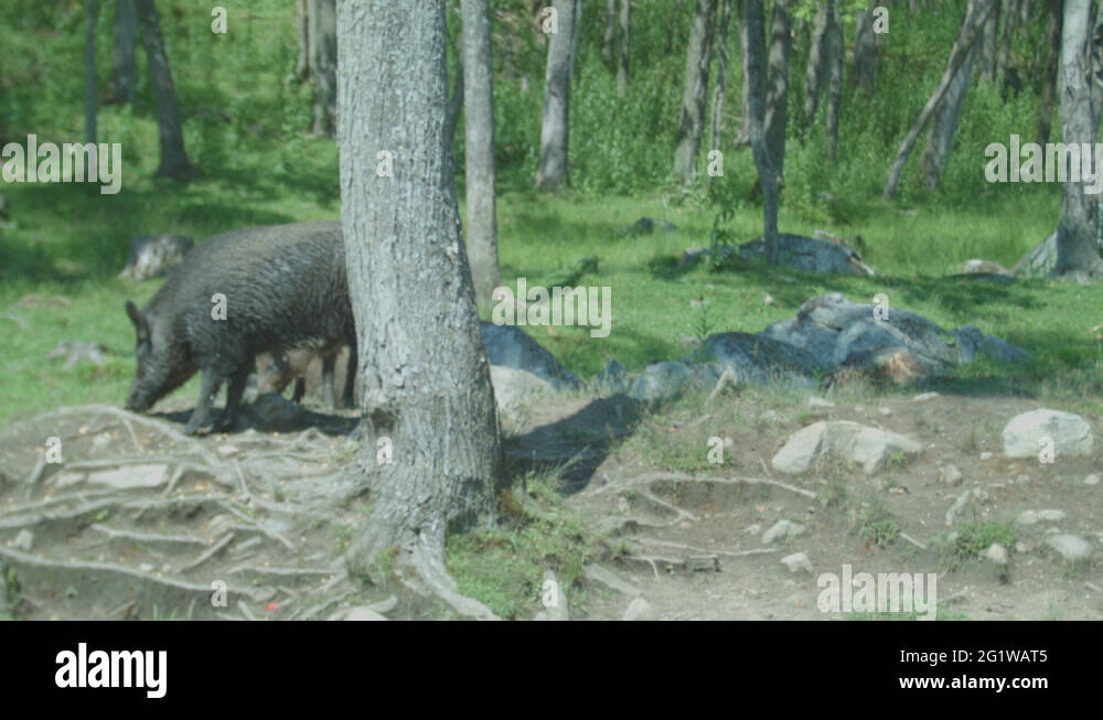 Canada wild boars Stock Videos & Footage - HD and 4K Video Clips - Alamy