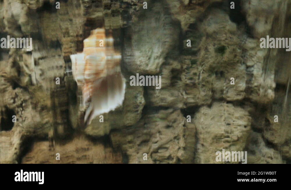 Mussel shell texture Stock Videos & Footage - HD and 4K Video Clips - Alamy