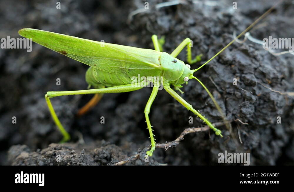 Big green grasshopper lays her eggs in the soil Stock Video Footage - Alamy