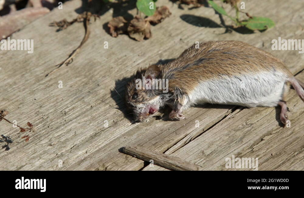 Corpse of a mouse Stock Videos & Footage - HD and 4K Video Clips - Alamy