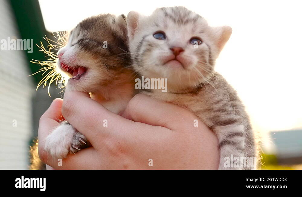 Shivering cat Stock Videos & Footage - HD and 4K Video Clips - Alamy