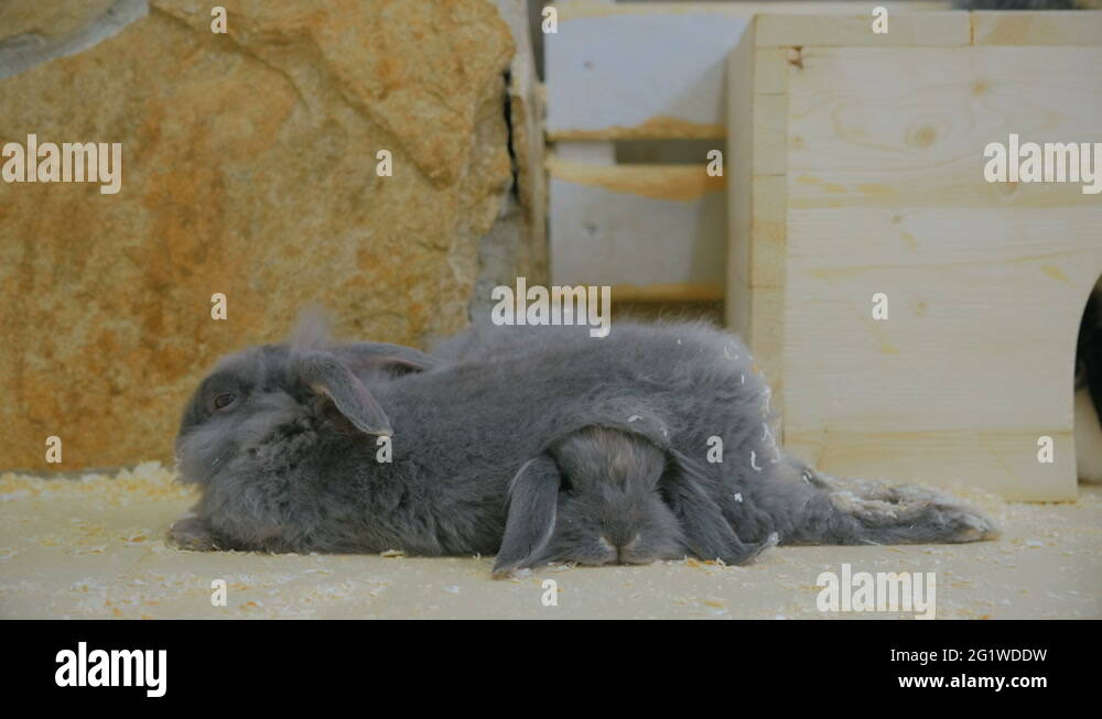 Sleeping hare Stock Videos & Footage - HD and 4K Video Clips - Alamy