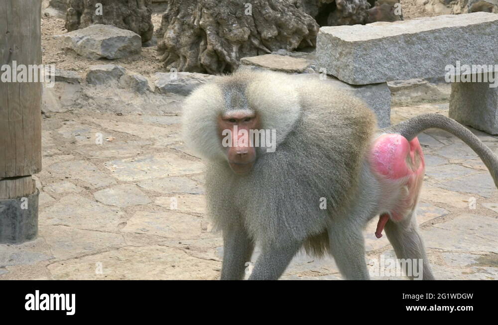 Angry baboon Stock Videos & Footage - HD and 4K Video Clips - Alamy