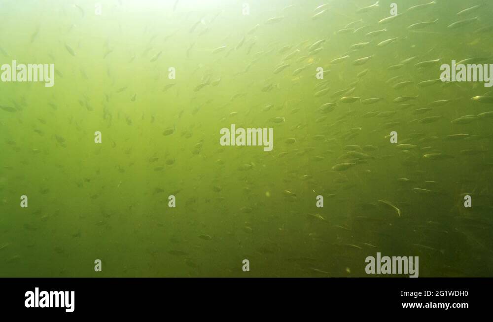 Baltic sprat Stock Videos & Footage - HD and 4K Video Clips - Alamy