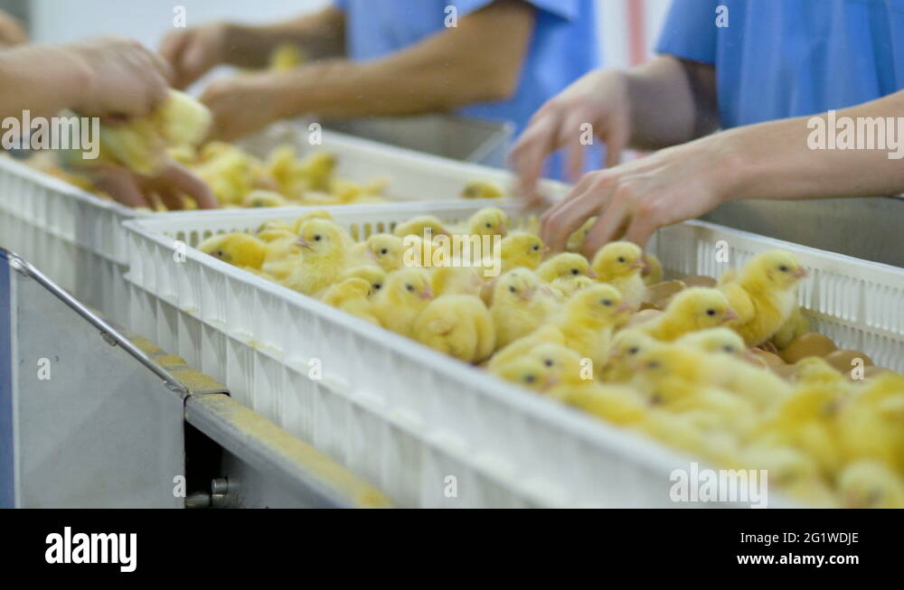 Sorting young chicks Stock Videos & Footage - HD and 4K Video Clips - Alamy