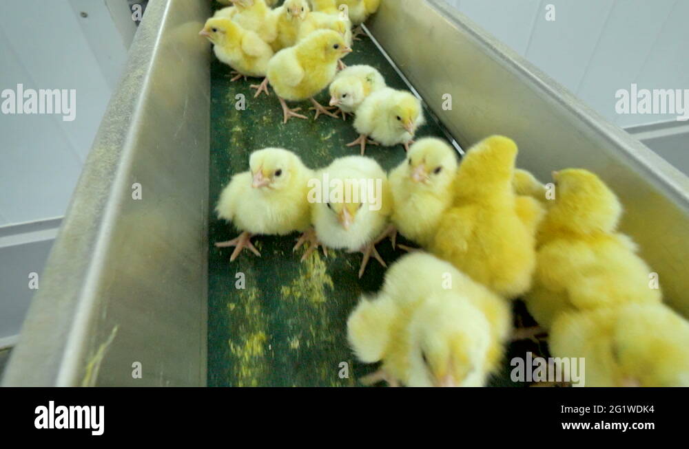 Automated sorting Stock Videos & Footage - HD and 4K Video Clips - Alamy