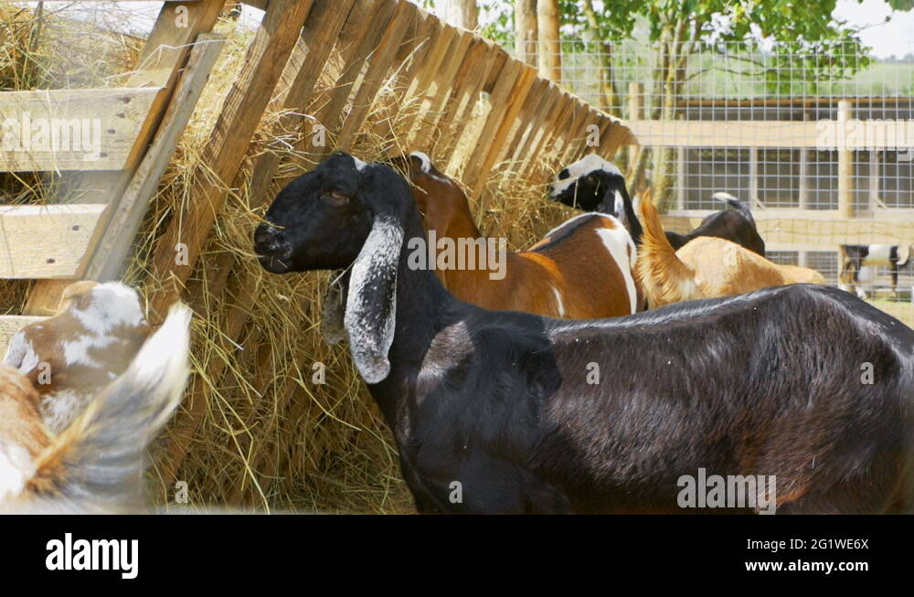 Countryside goats Stock Videos & Footage - HD and 4K Video Clips - Alamy