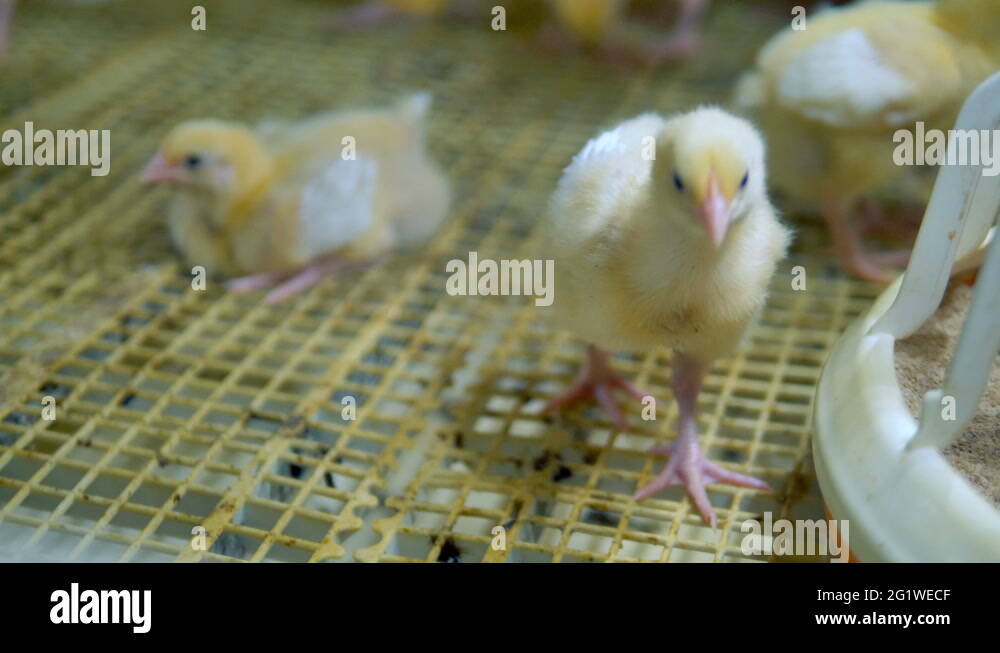 Baby chicken at poultry. Chicken farm Stock Video Footage - Alamy