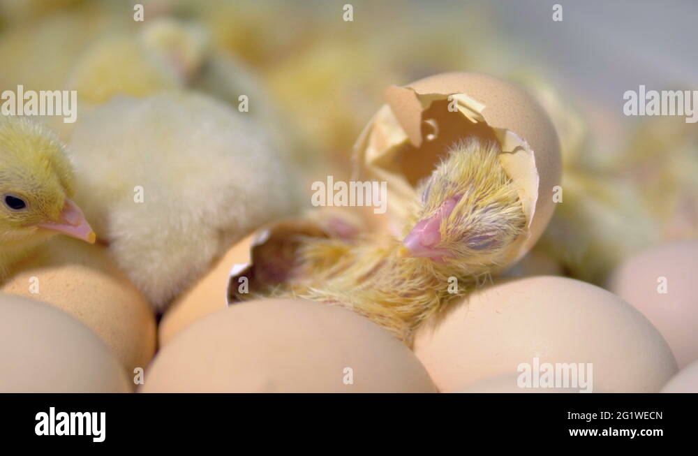 Chicken egg hatching shell nest Stock Videos & Footage - HD and 4K ...