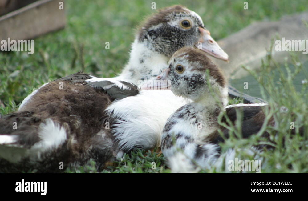 Duckling in spring Stock Videos & Footage - HD and 4K Video Clips - Alamy