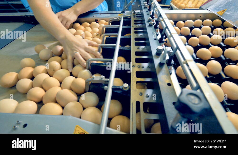 Chicken farm poultry workers sorting eggs at factory conveyor. Poultry ...