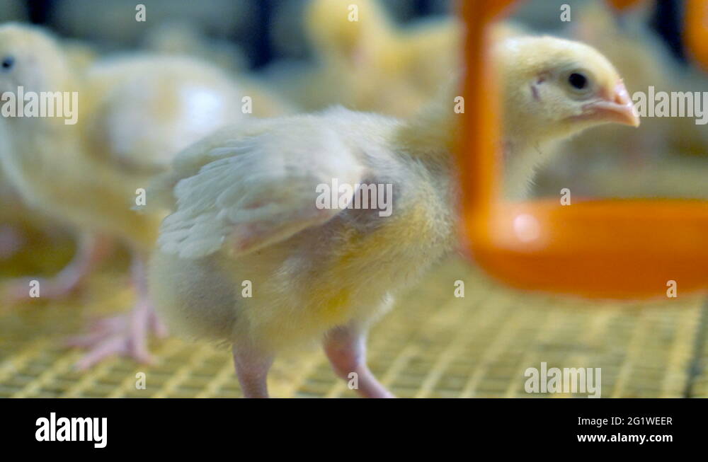 Funny baby chicken inside modern chicken farm. Modern poultry equipment ...