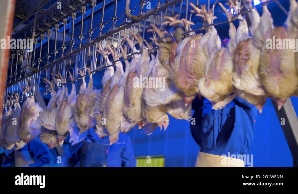 Poultry hang Stock Videos & Footage - HD and 4K Video Clips - Alamy