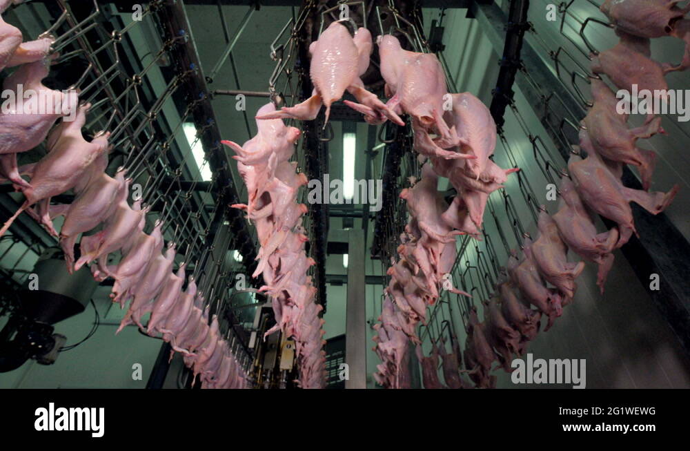 Poultry processing facility Stock Videos & Footage - HD and 4K Video ...