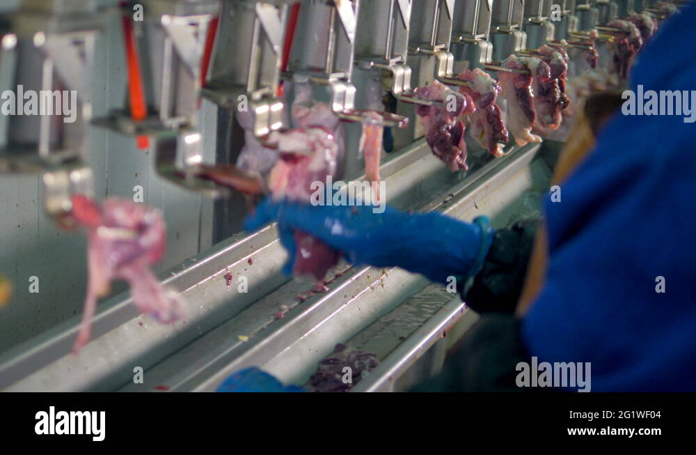 Chicken internal organs Stock Videos & Footage - HD and 4K Video Clips ...